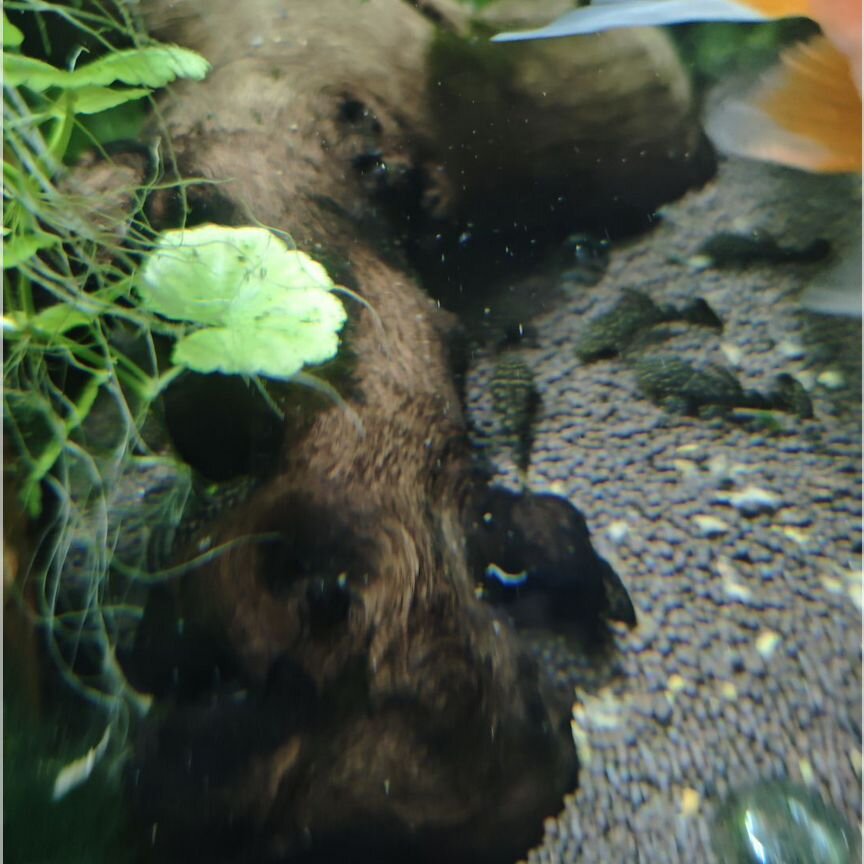 Аквариумные рыбки сомики