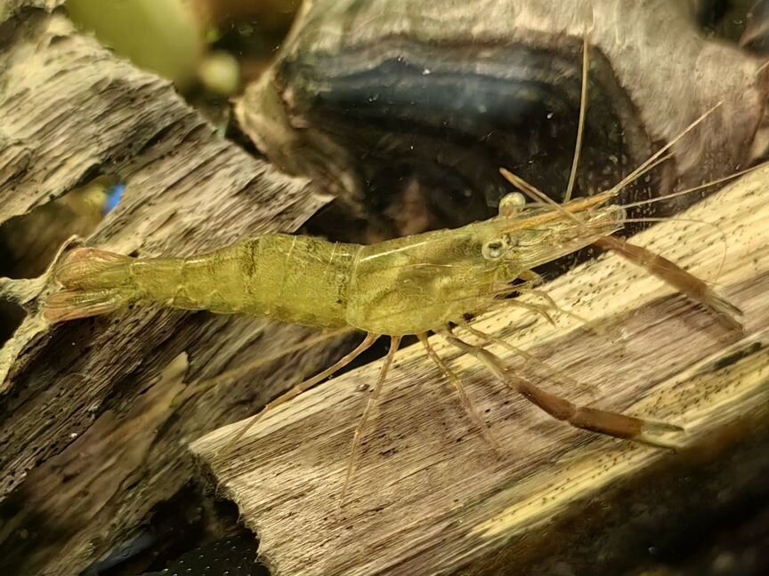 Креветки макробрахиум