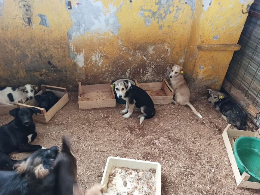 Собаки, в которых невозможно не влюбиться
