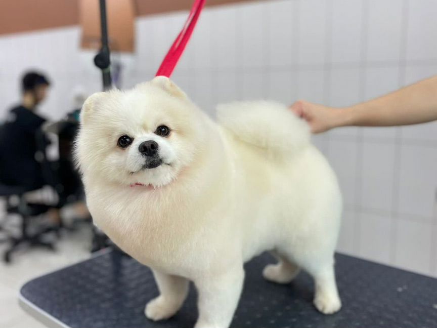 Вязка собак шпиц