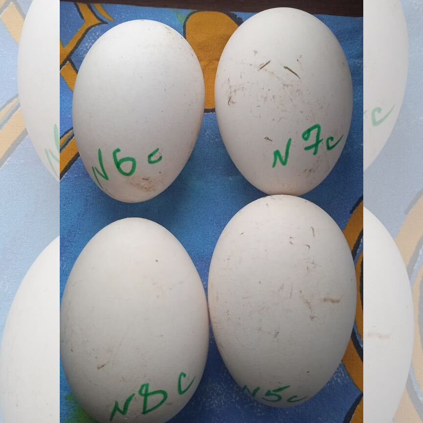 Яйцо гусиное для инкубации