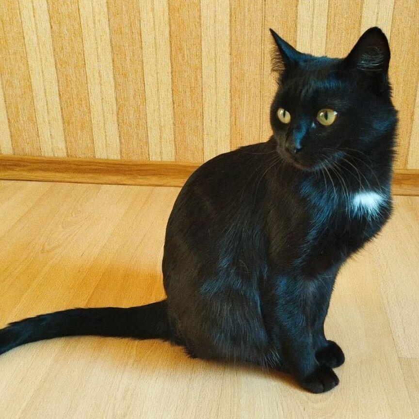 Котик 1-1,5 лет в добрые ручки