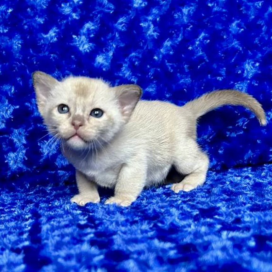 Бурманские котята