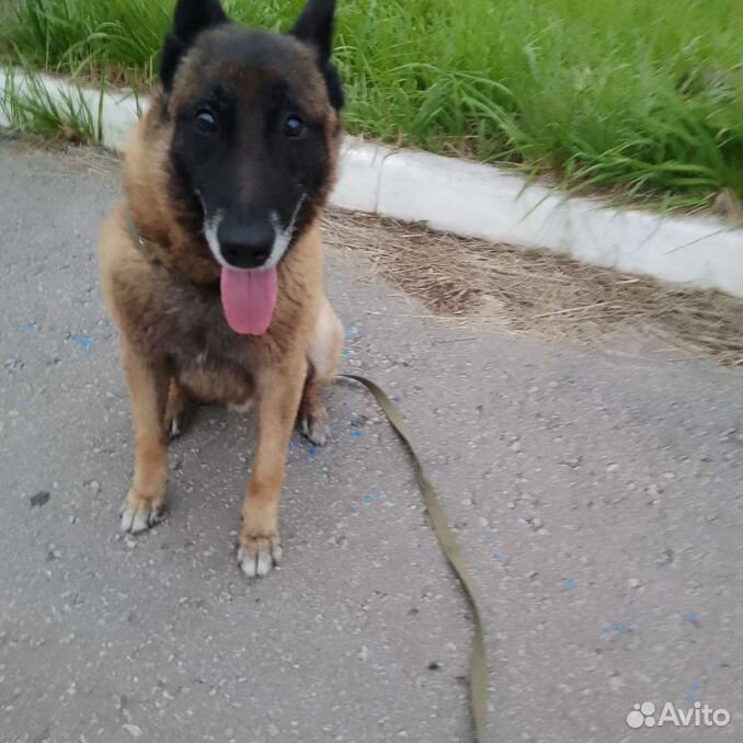 Собака породы бельгийская овчарка