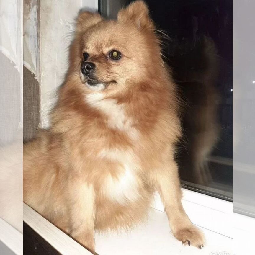 Померанский шпиц, щенок