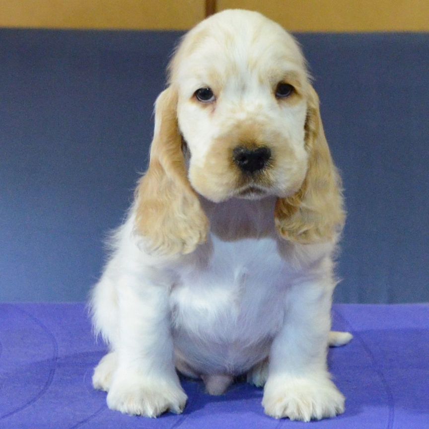 Английский кокер-спаниель, щенок