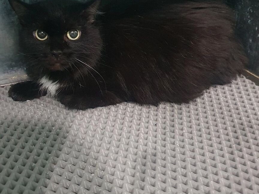 Кошка Наоми мечтает о счастье