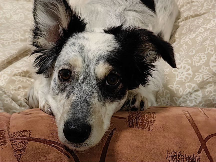 Собака в добрые руки