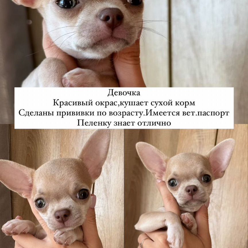 Супер мини чихуахуа