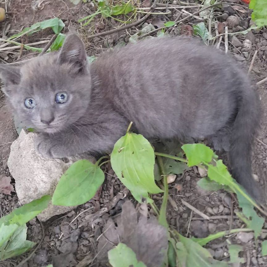 Очень красивый котёнок