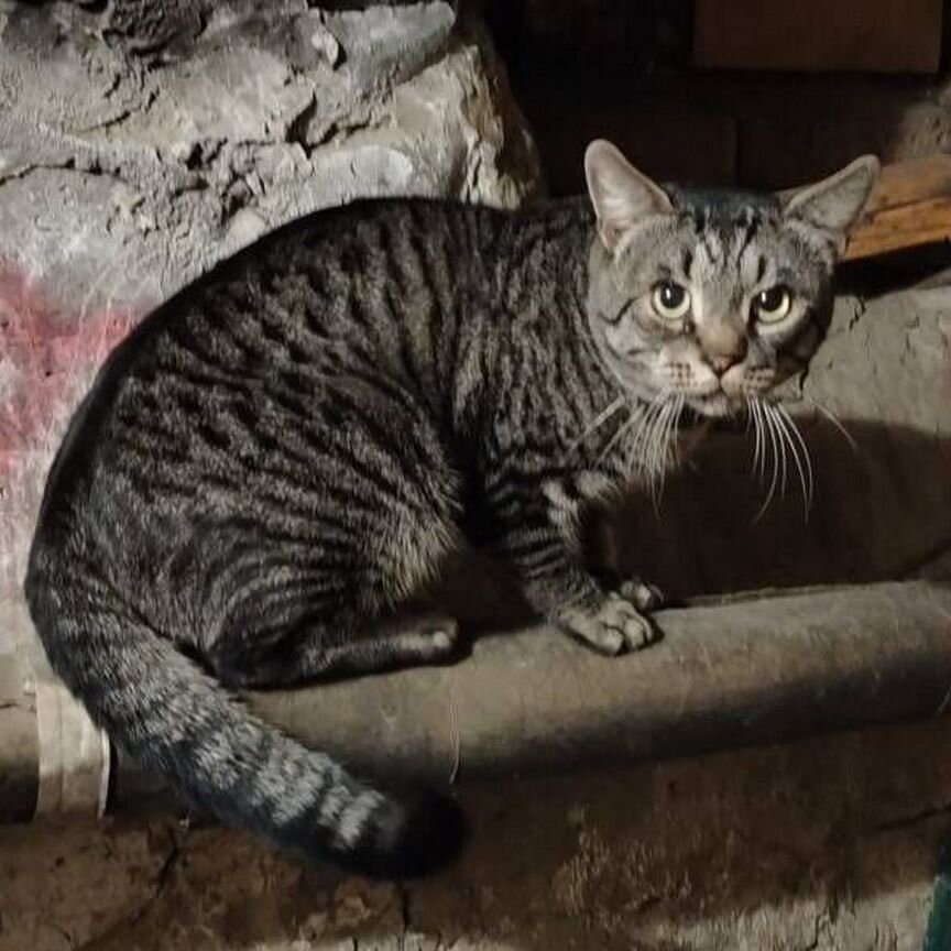 Кот потеряшка с цепочкой