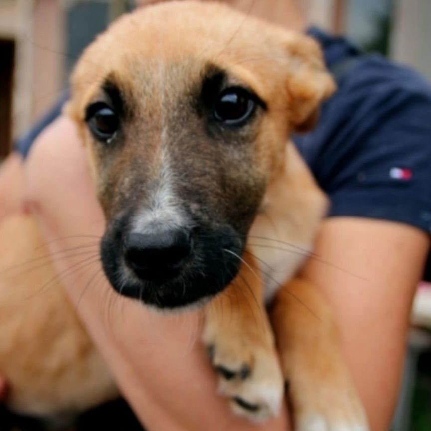 Щенок в добрые руки