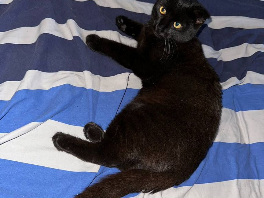 Кошка в дар вислоухая