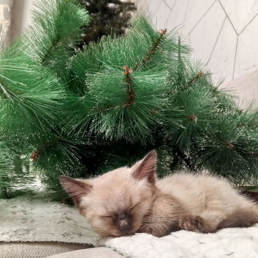 Котёнок сиамский