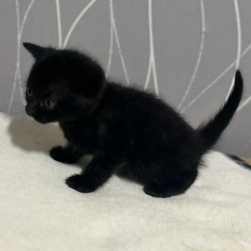 Шотландский вислоухий короткошёрстный котёнок