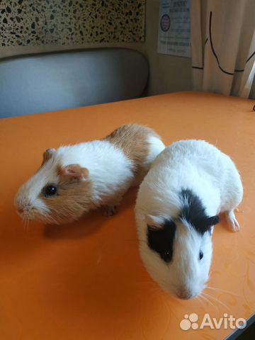 Отдам в добрые руки 2-х морских свинок с клеткой