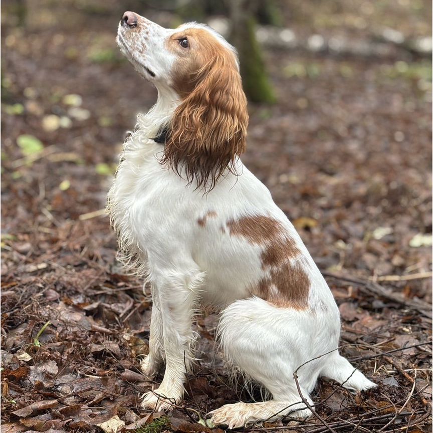 Русский охотничий спаниель, взрослый пёс