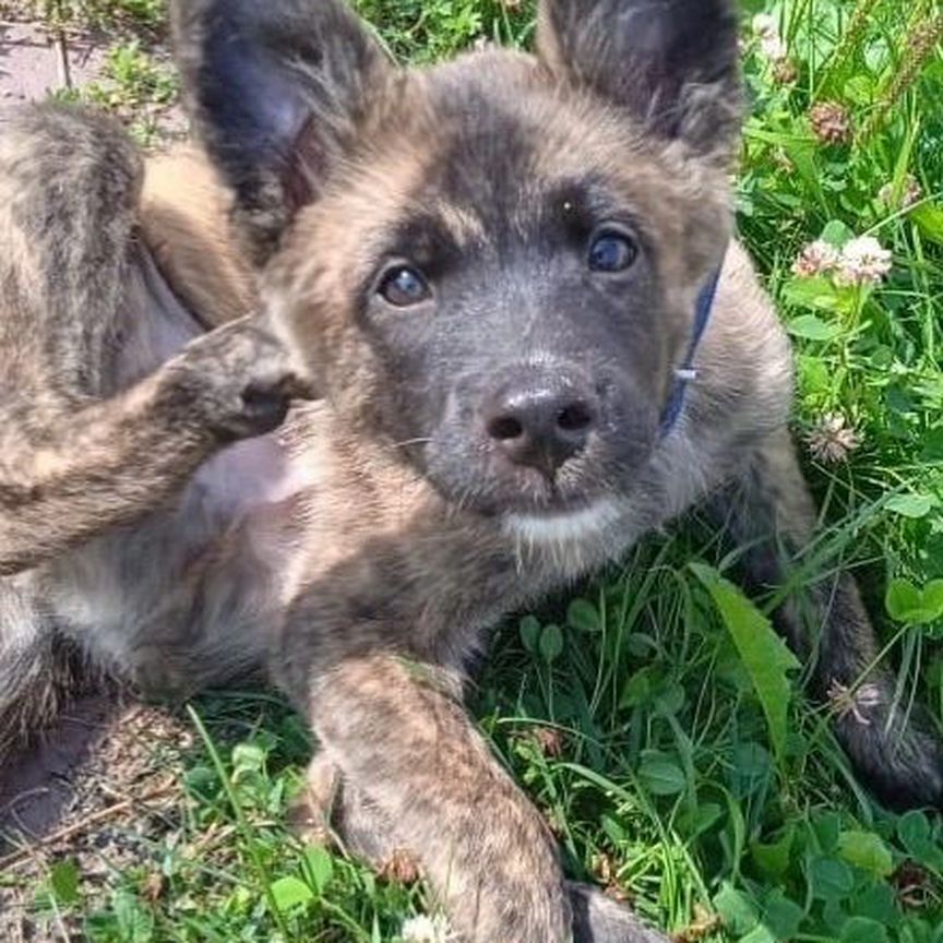 Щенок Тигруша ищет хозяина. Отдадим в хорошие руки