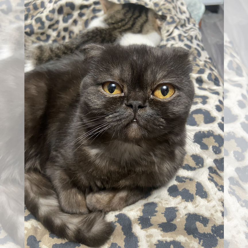 Шотландская вислоухая короткошёрстная кошка, взрослая