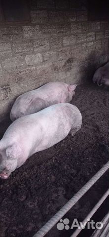 Свинина домашняя