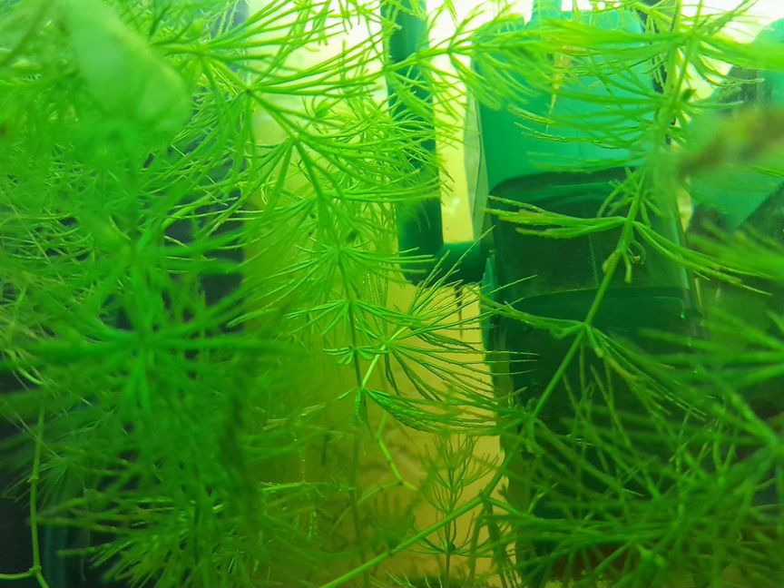 Растения в аквариум