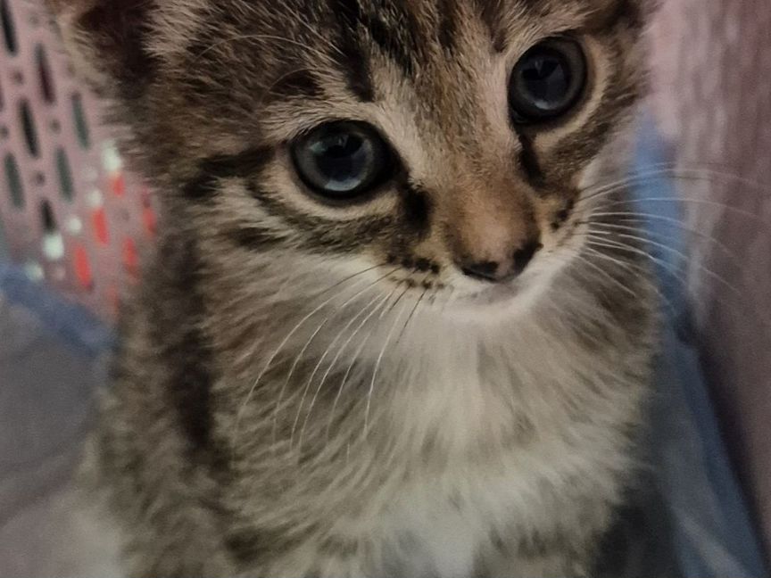 Милые Котята мышеловы