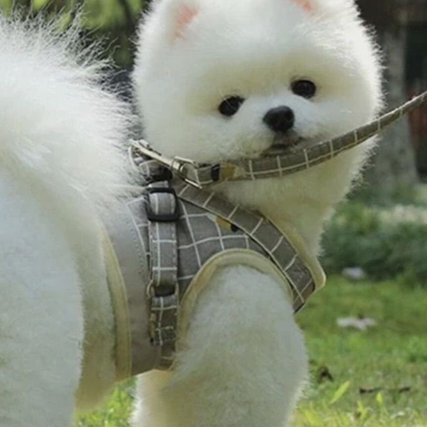 Шлейка для маленькой собаки или кошки