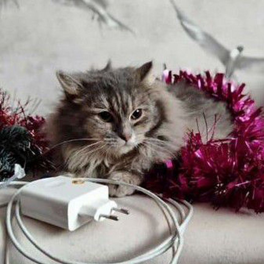 Кошки в добрые руки бесплатно
