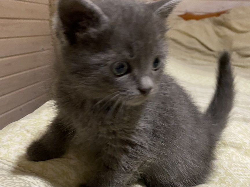Котенок девочка 1,5 месяца