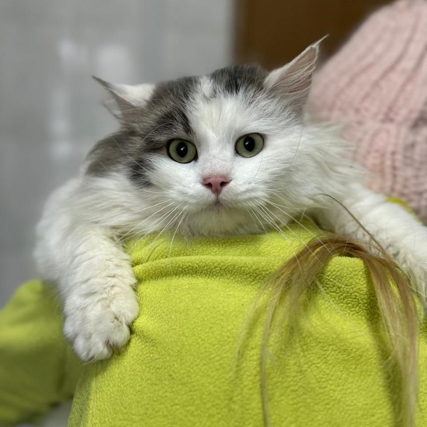 Котик Зефир из приюта
