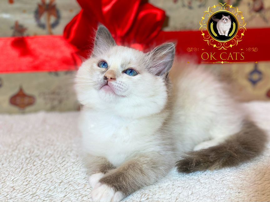 Гиперласковая малышка рэгдолл в редком окрасе