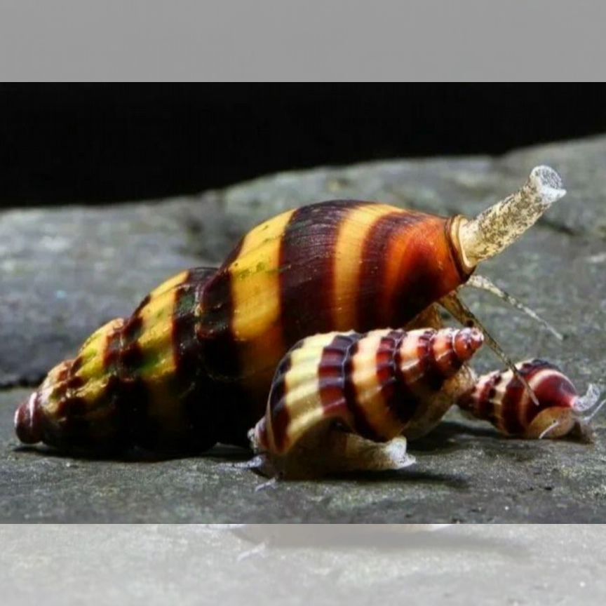 Улитка хелена