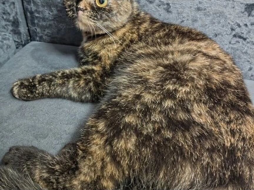 Кошка