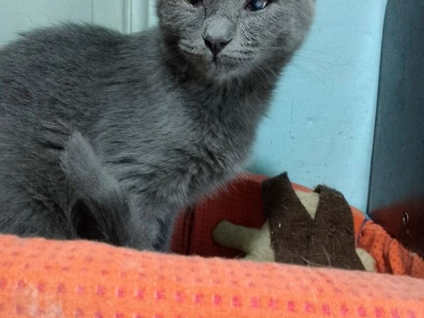 Мышка- 4 месяца в добрые ручки