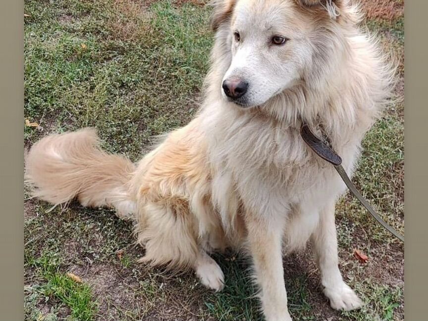 Собака в добрые руки