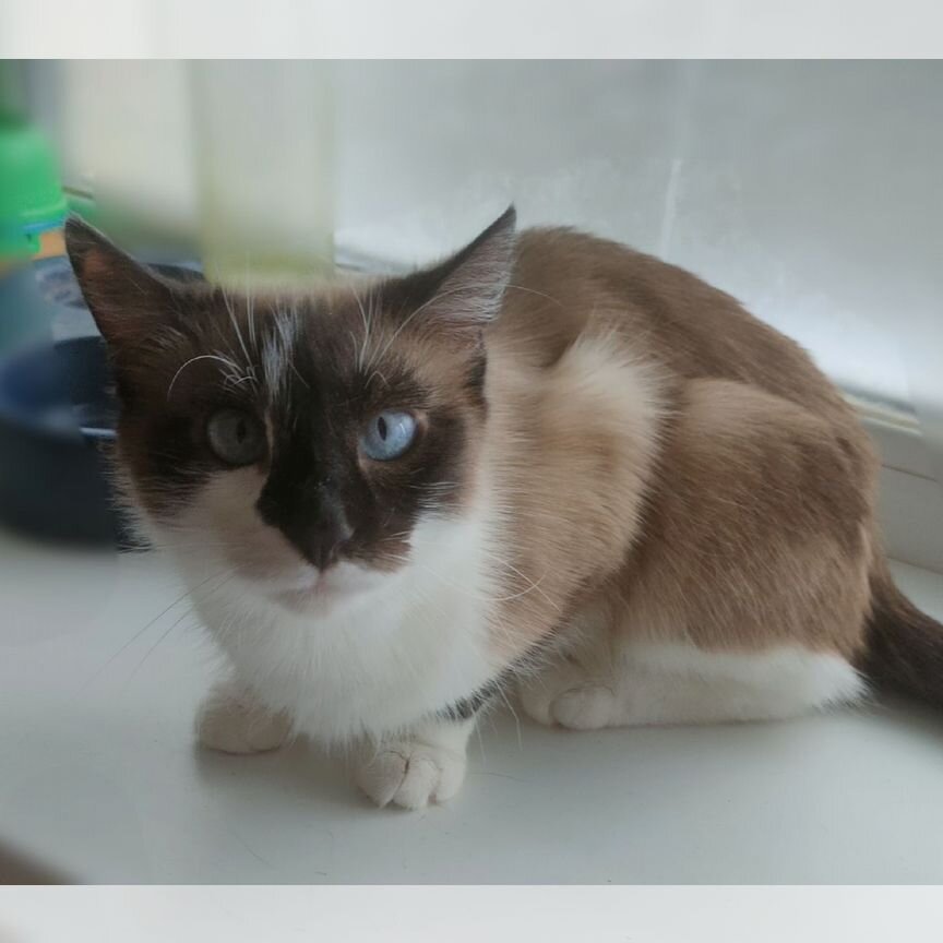 Взрослая, кошка в добрые руки