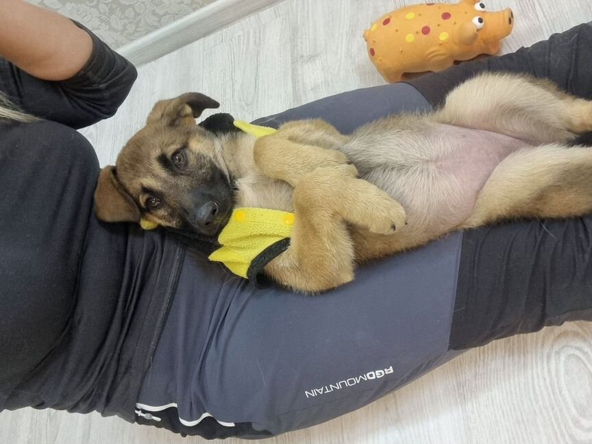 Щенок