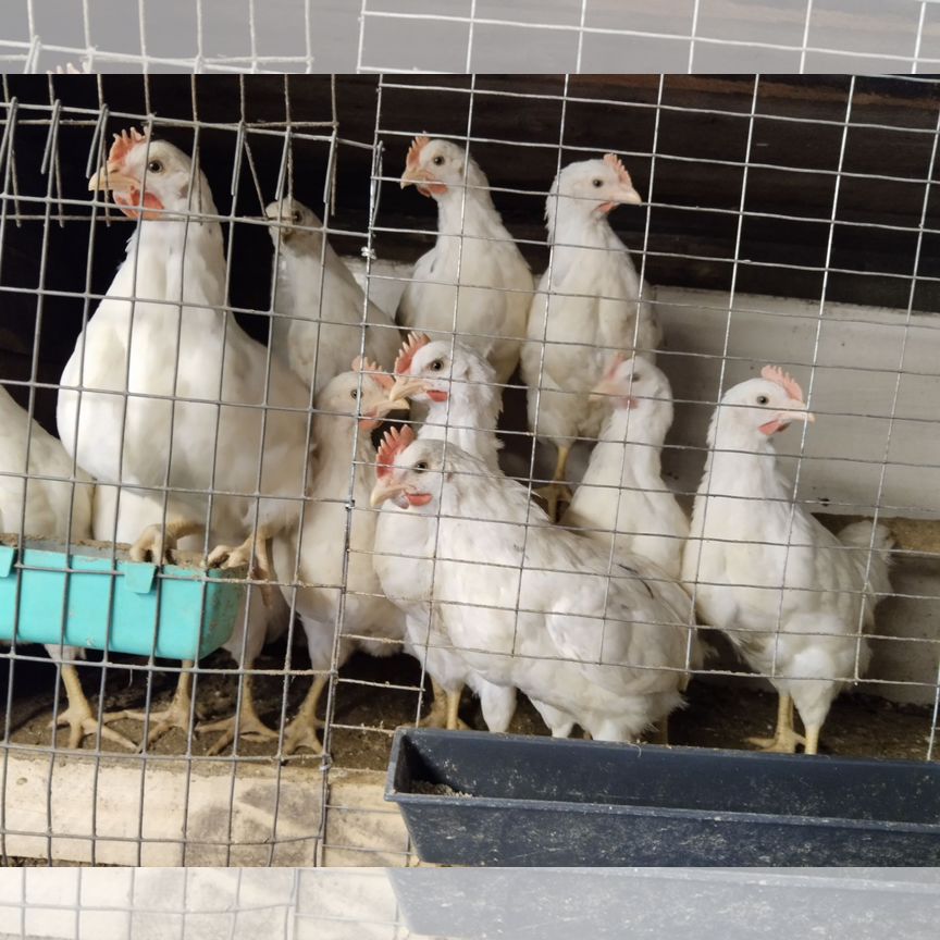 Цыплята 1,5 месяца