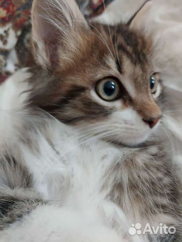 Котенок 2месяца