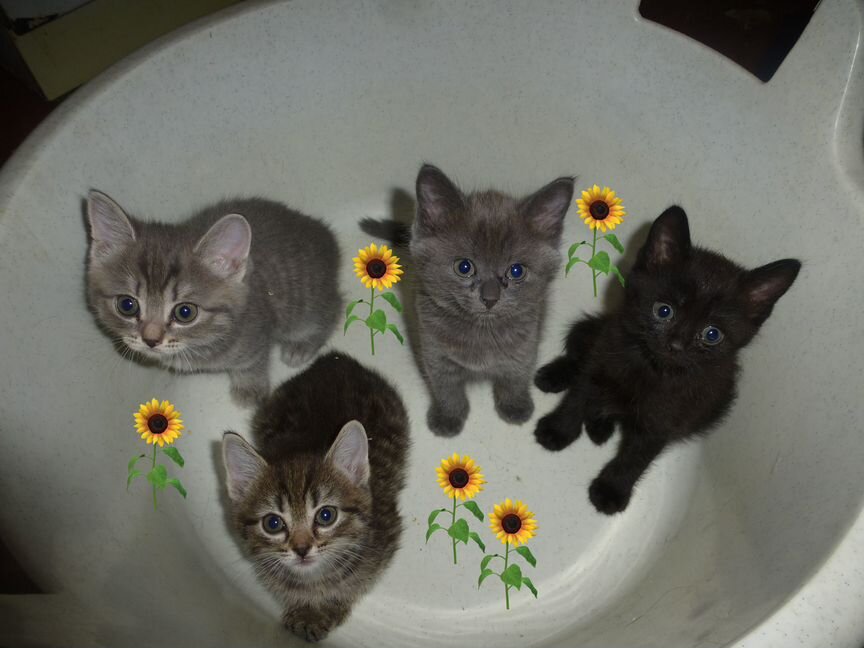Котята в добрые ручки