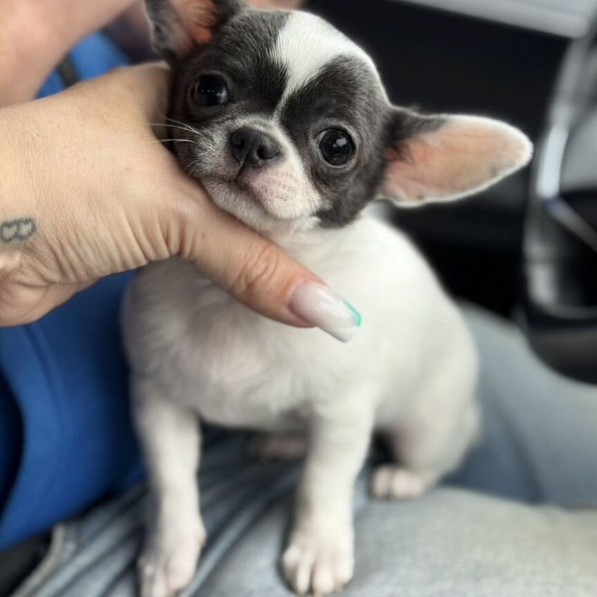 Чихуахуа, щенок