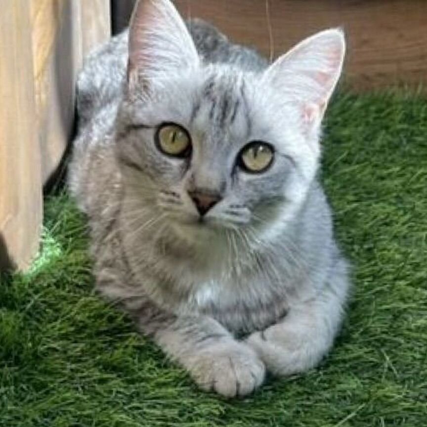 Шотландская прямоухая короткошёрстная, взрослая кошка