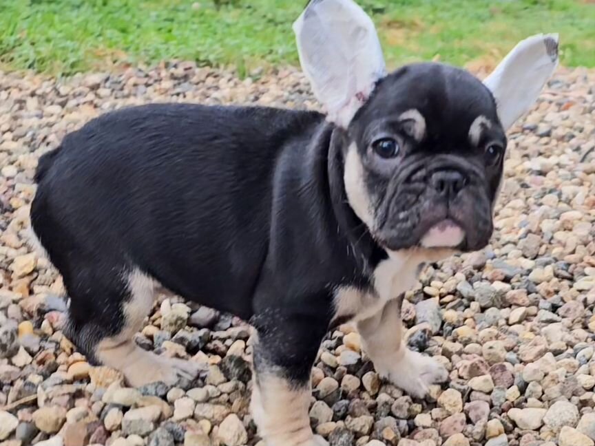 Франузята цветные