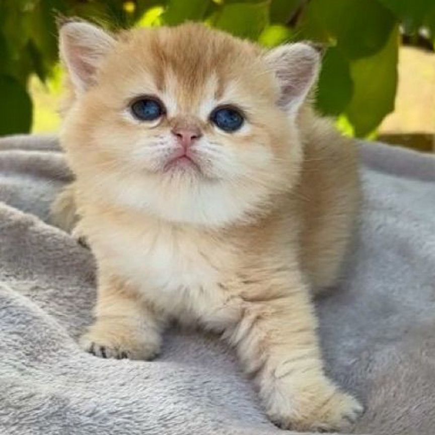 Шотландская золотая шиншилла девочка