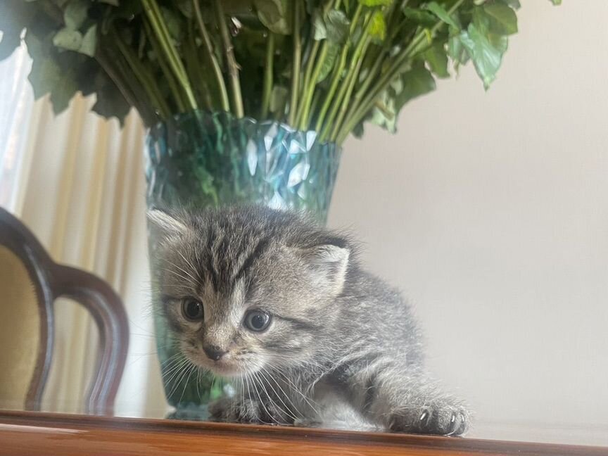 Британские котята