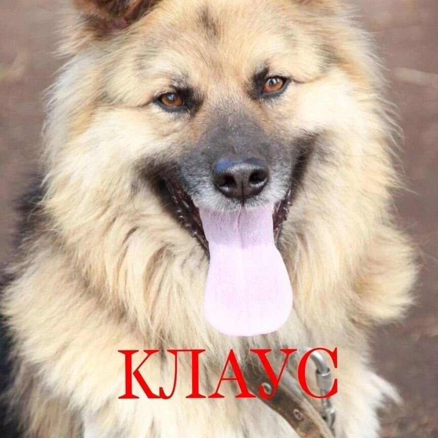 Животные в добрые руки