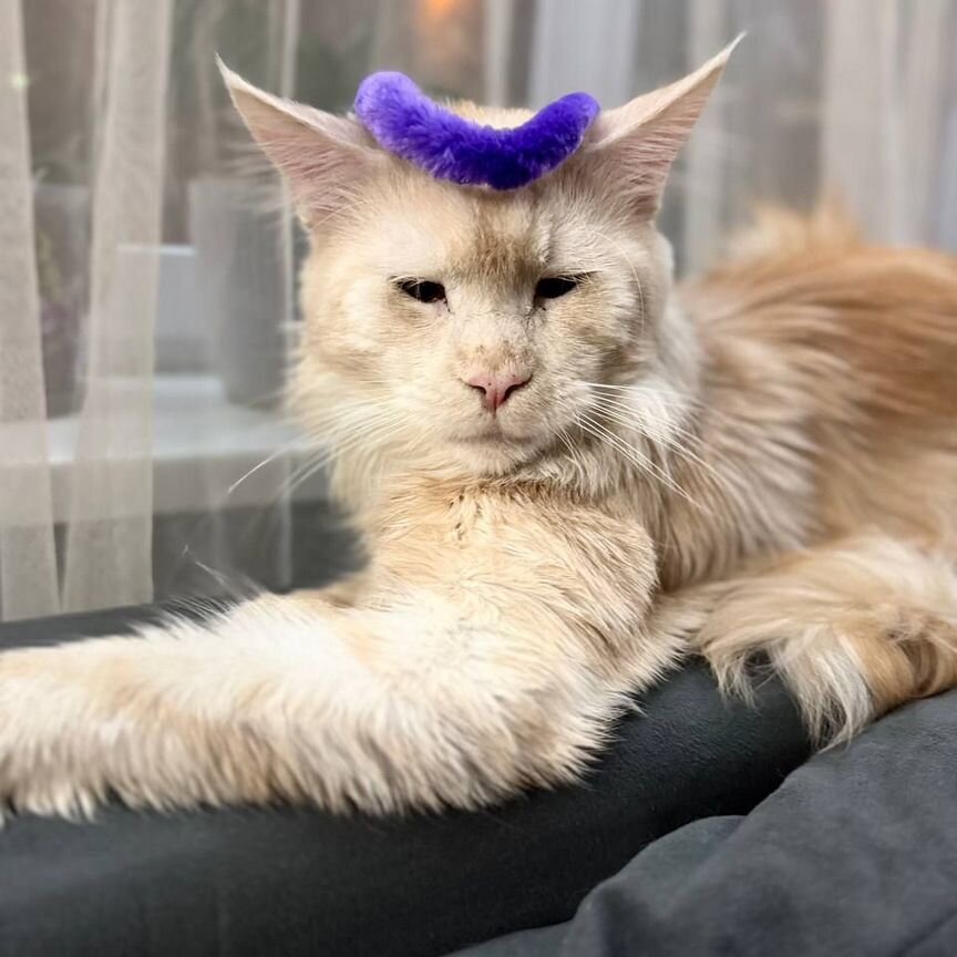 Мейн-кун, взрослая кошка