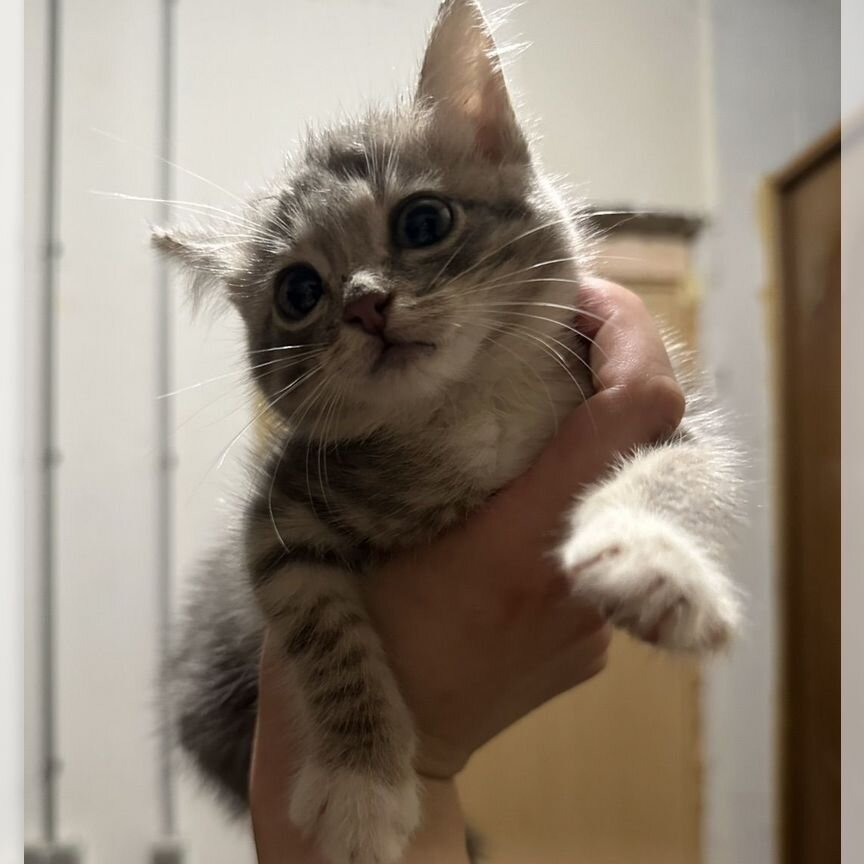 Котята в добрые руки 1 месяц