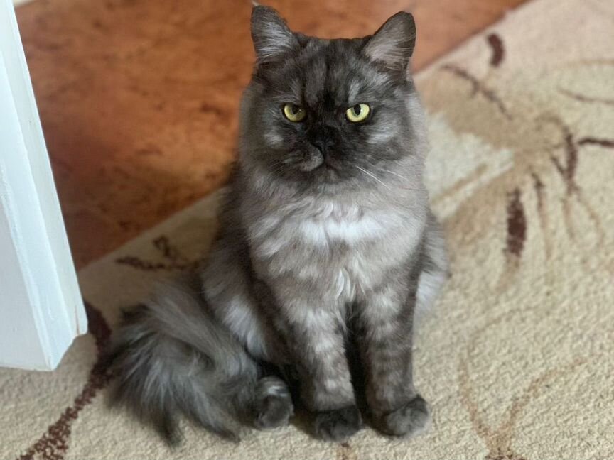 Персидская шиншилла котик
