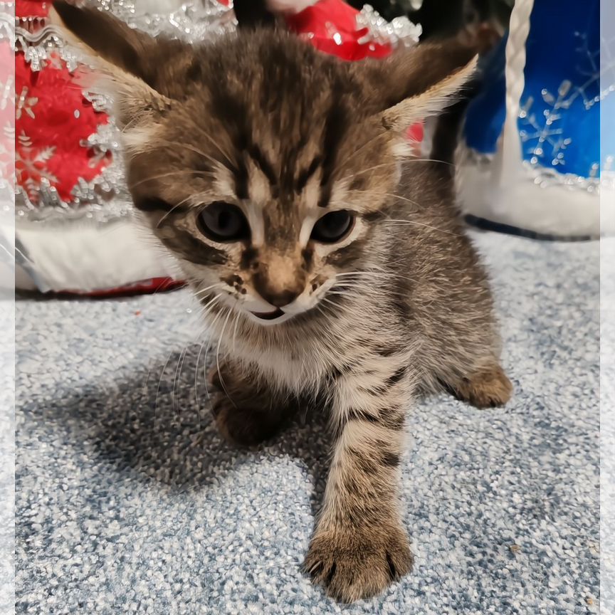 Котёнок в добрые руки